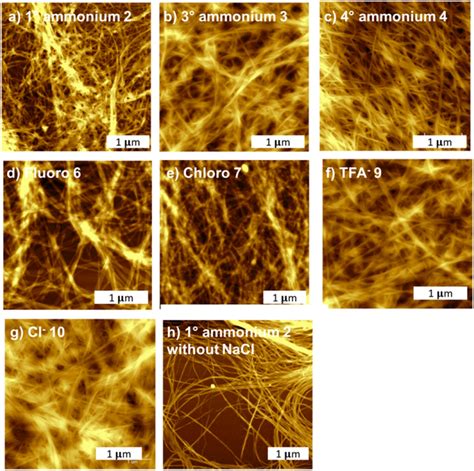 3 D Fibrous Network Observed From Hydrogel Made From A Primary Download Scientific Diagram