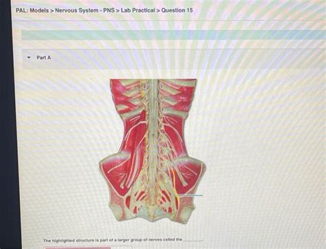 solved pal models nervous system pns lab practical