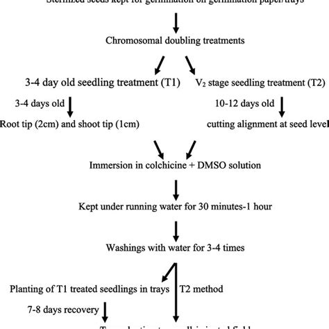 Flow Diagram Depicting The Workflow Of The Experiment Conducted Download Scientific Diagram