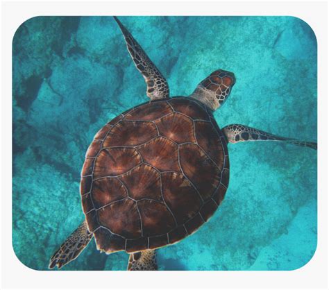 Sea Turtle Powerpoint Template Hd Png Download Kindpng