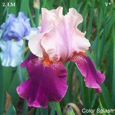 Iris Color Classes And Patterns Historic Iris Preservation Society
