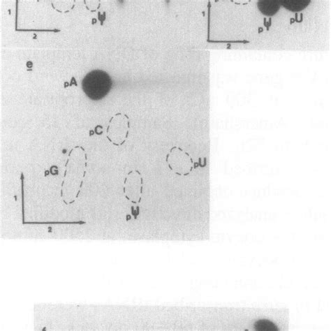 Tlc Plate Analysis Of An Rnase T2 Hydrolysis On The Rnase Ti 1 1 Mer