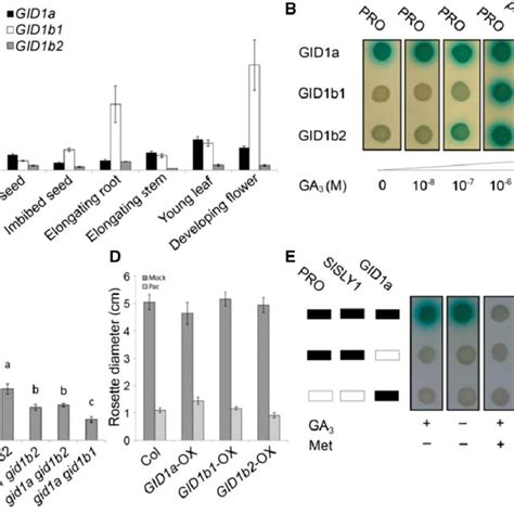 Molecular Analyses Of Gid1s Download Scientific Diagram