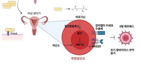 비만 여성이 성병 헤르페스 저항력 높다