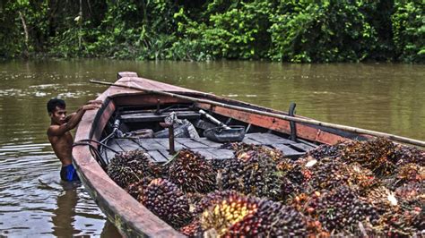 Palm Oil News Fresh Fruit Bunch Ffb Prices In Riau For The Period Of April 30 May 6 2025