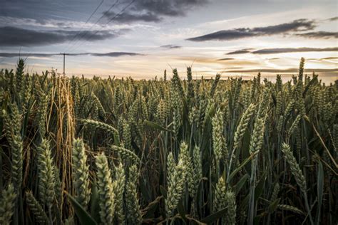 Manda In Agriculture A Qanda With Lewis And Clarks Tim Hassler Middle