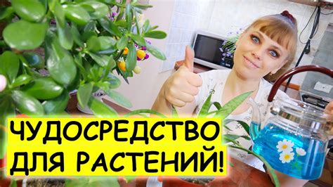 Подкормка из ЗЕЛЕНКИ для буйного роста и цветения комнатных растений ...