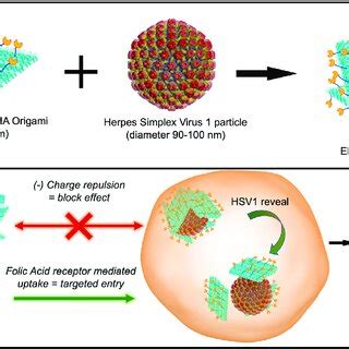 Schematic Of Disguised Hsv Through Dna Origami A Wrapping Hsv In Download Scientific