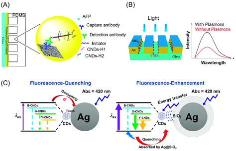 a schematic illustration for the detection of afp with immuno hcr and