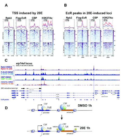 Binding Profiles Of Rna Polymerase Ii Flag Ecr And Cbpp300nejire