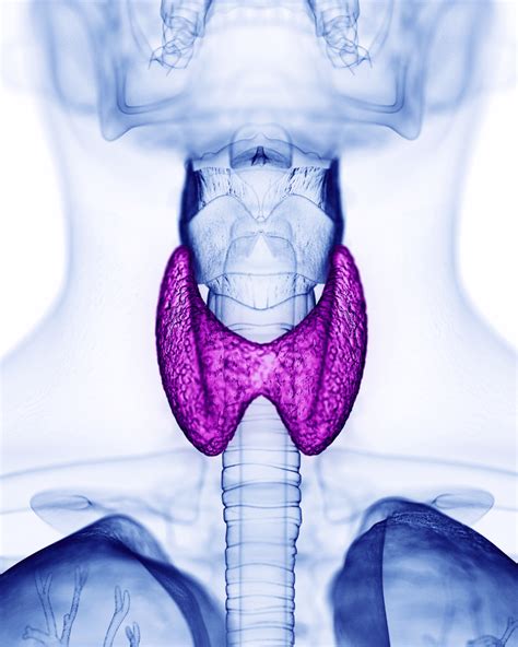 The Iodine Thyroid Connection And Proper Thyroid Functioning Dr Green Life