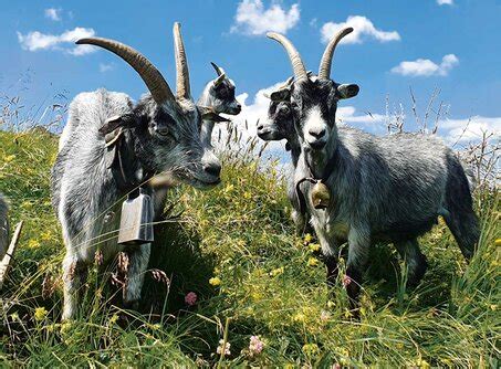 The Secret Of Tyrols Blue Goats Tiroler Zugspitz Arena