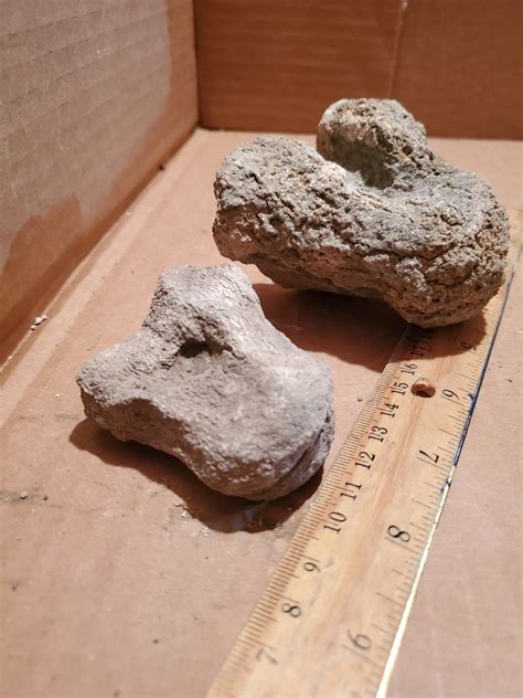 Marine Reptile Fossil Pierre Shale Sd Fossil Id The Fossil Forum