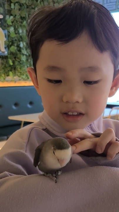 아기펭귄 닮은 앵무새 Youtube