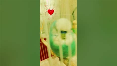 Gözəl Quşlar Youtube