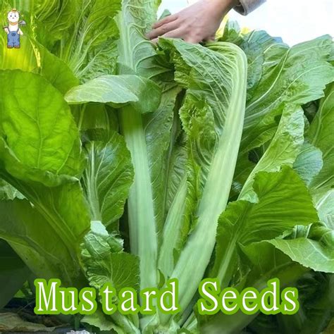 Mustard Seeds 500seedspack Mustasa Seeds Shopee Philippines
