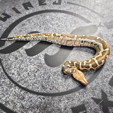 24 Borneo Short Tail Python Female 3 — Hard Wired Exotics