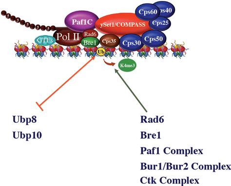 Histone H3 Lysine 4 H3k4 Methylation In Development And
