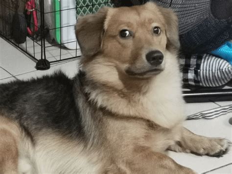 Op Mikeys Judgemental Look 😅 Dorgi Rincorgnito
