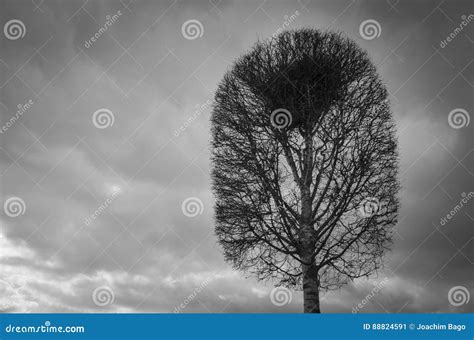 Single Tree And Bird Nest At Top Of Branches Stock Image Image Of Monochrome Arty 88824591