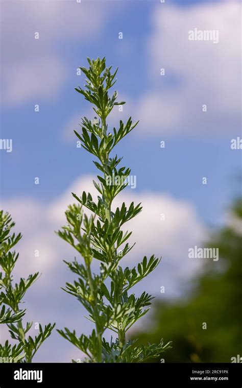Silver Green Wormwood Leaves Background Artemisia Absinthium Absinthe