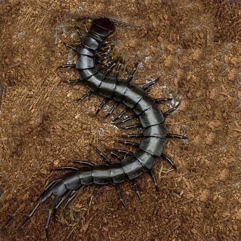 Chinese Giant Tiger Leg Centipede Black Legs Scolopendra Hainanum