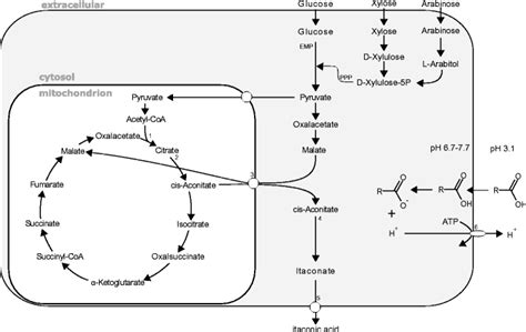 Simplified Illustration Of The Pathway Of Itaconic Acid In A Terreus Download Scientific