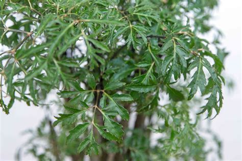 Parsley Aralia Bonsai Care At Rose Hutchinson Blog