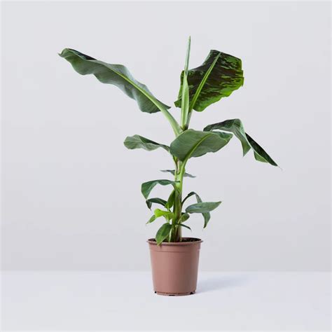 Banana Musa Spp Plant Street