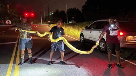Look 3 Guys Capture A Giant Python In South Carolina