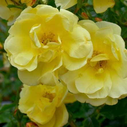 Carefree Sunshine Shrub Rose New Life Nursery