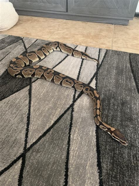 How To Ease A Ball Python From Live To Frozen Rballpython