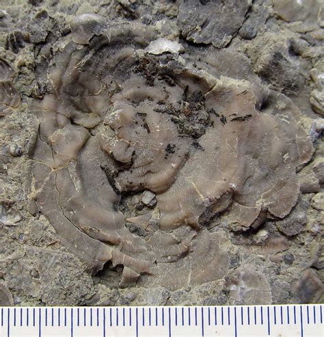 Louisville Fossils And Beyond Lichenalia Cocentrica Bryozoan Fossil
