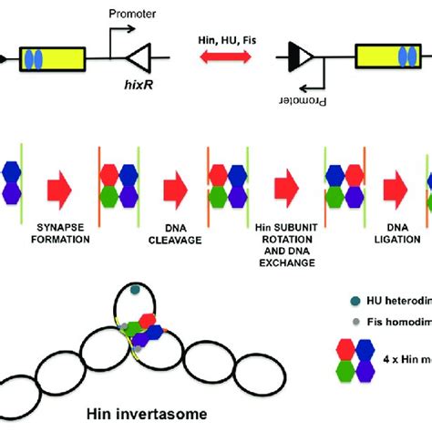 Bacteriophage Lambda Int Mediated Site Specific Recombination The Key Download Scientific