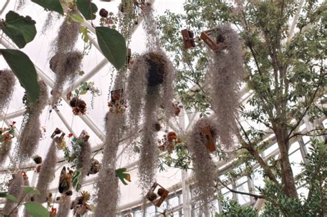 수염 틸란드시아 행잉식물 행잉플랜트 공중식물 틸란시아 네이버 블로그