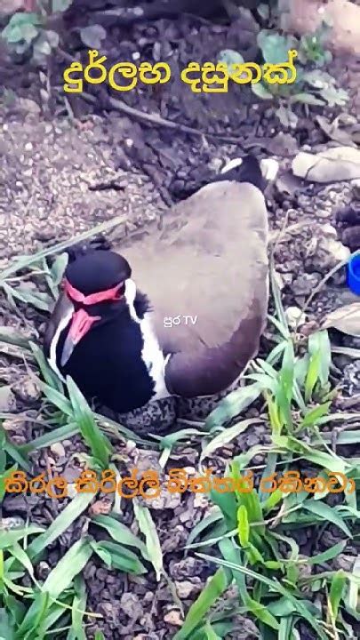 කිරල කිරිල්ලි බිත්තර රකිනවා Puratv සමීප Traditional Culture Music Dance Song Folk