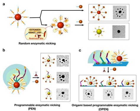 Pdf Spatially Programmable Enzymatic Nanorobot Arm To Modulate Anisotropic Gold Nanoparticle