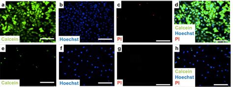 Figure 4 From Photothermal Intracellular Delivery Using Gold Nanodisk