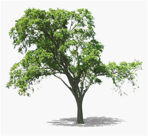 Architecture House Floor Plan Architecture Tree Png Elevation Transparent Png Kindpng