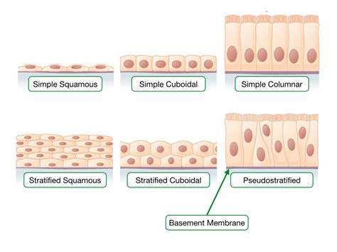 Simple Squamous Epithelial Tissue Diagram
