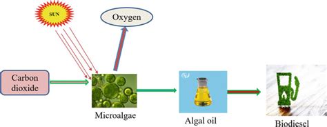 7 Biodiesel Production Using Microalgae Download Scientific Diagram