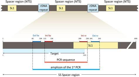 Frontiers A Pcr Based Method For The Diagnosis Of Enterobius Vermicularis In Stool Samples