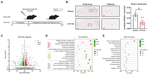 T Cell Infiltration In The Central Nervous System And Their Association