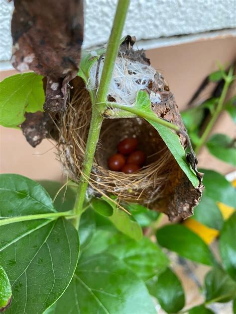 A Nest Woven On The Shrub In My Compound Amid The Verdant Embrace Of