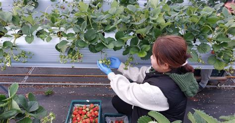 반값 딸기 하루 만에 식탁에이랜드 직거래의 힘