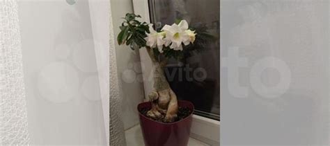 Адениум саженцы купить в Соликамске | Товары для дома и дачи | Авито