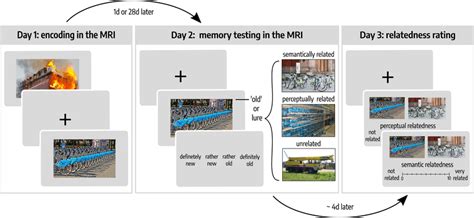 Experimental Paradigm On The First Experimental Day Day 1
