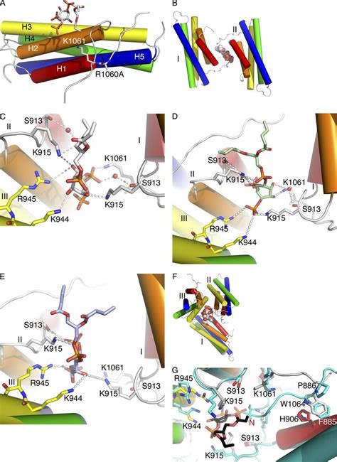 Pip2 Directs Vinculin Oligomerization By Unfurling The N Terminus Of Download Scientific