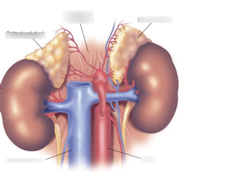 Bio 2402 Lab Exam Endocrine Diagram Quizlet