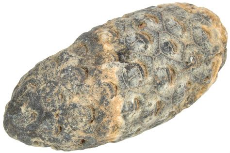 Fossil Seed Cone Or Aggregate Fruit Morocco For Sale FossilEra Com